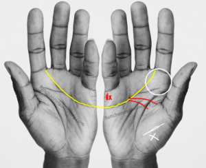 Do You Have A Half Moon On Your Palms? Is It A Myth?