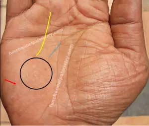 Rare Signs In Palmistry And Brilliant Luck On Your Hands?